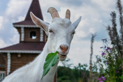 Plants Poisonous to Goats: Introduction - Goat Journal
